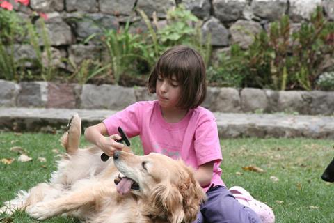 Como cuidar a tu perro (I)