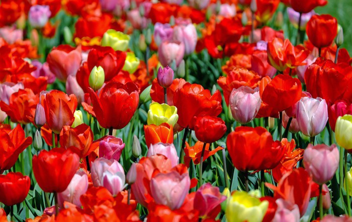 La primavera: una época mágica en el calendario escolar