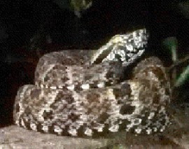 Labaria o nauyaca, la serpiente peligrosa