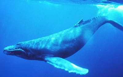 Ballena varada en una playa de Doñana