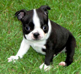 Mis razas favoritas de perros: Boston Terrier, Boxer, Dalmatian ...