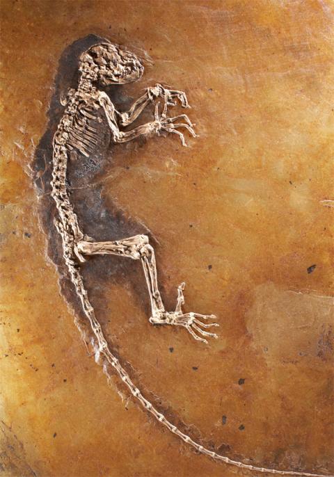 Ida El Primer Eslabón