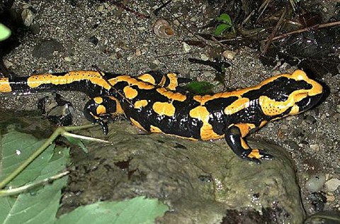 Revelan cómo las salamandras regeneran sus miembros amputados