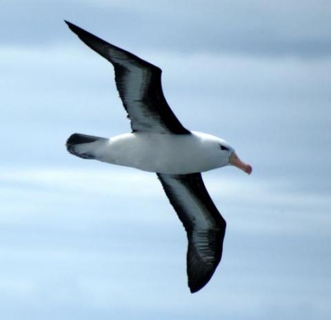 Albatros errantes