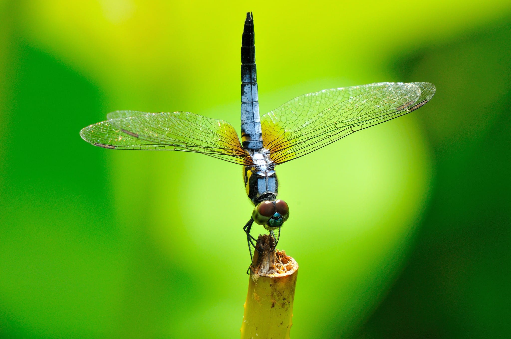 Las libélulas, unos insectos fascinantes