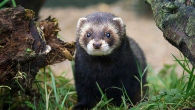 Conociendo nuestra fauna, mustélidos: turón y tejón (III)