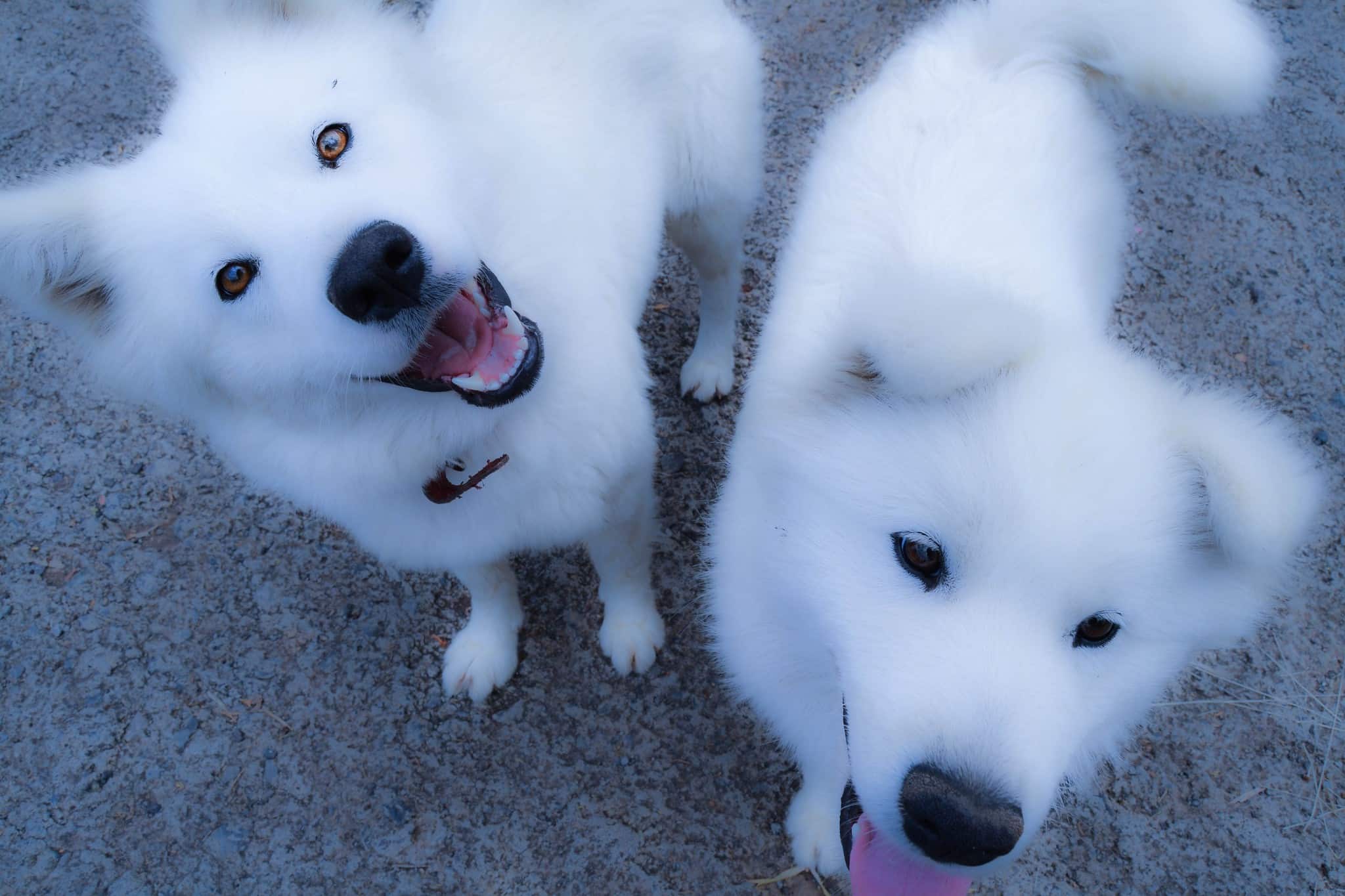 El samoyedo, una de las razas de perro más hermosas del mundo