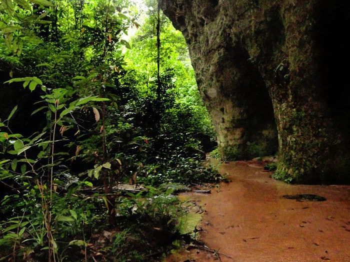 Lo que debes de saber sobre la Amazonia II