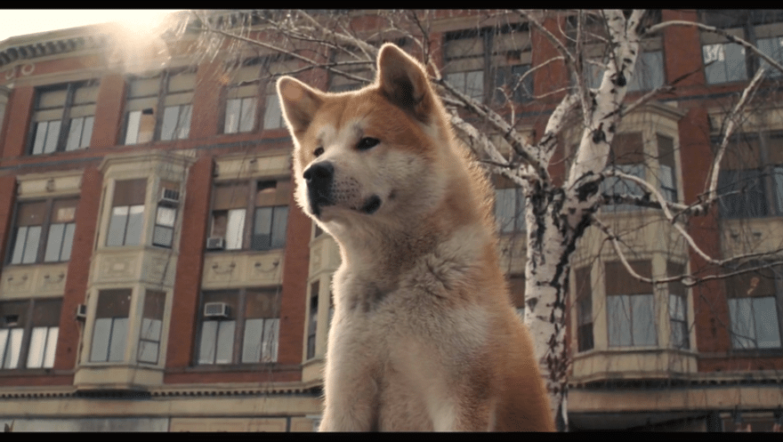 Las 5 mejores películas sobre perros