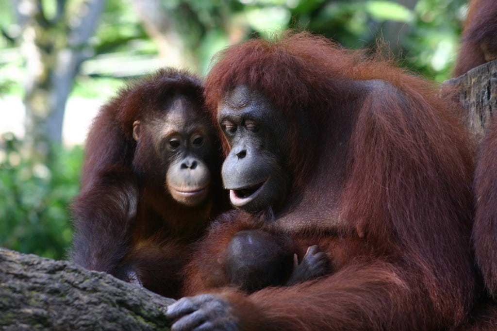 Algunas curiosidades sobre los orangutanes
