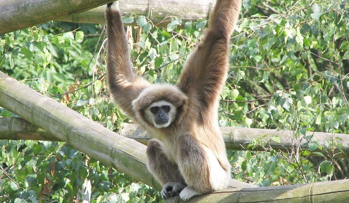 Gibones, así son los monos acrobáticos