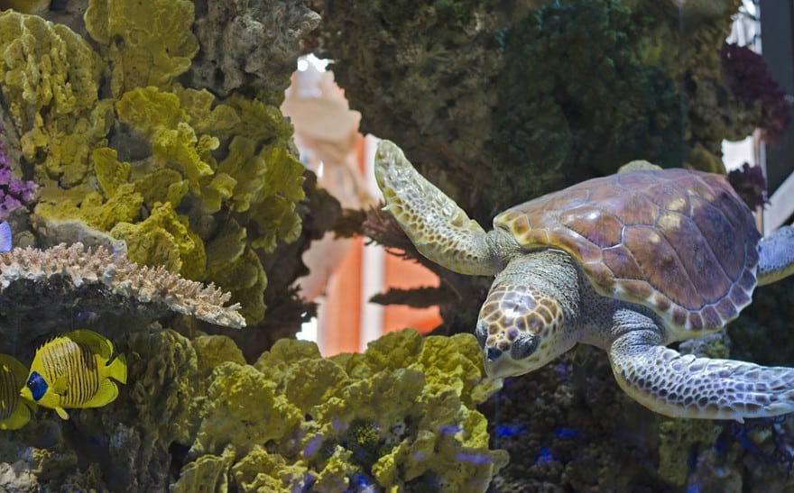 Tortuga laud (Dermochelys coriacea)
