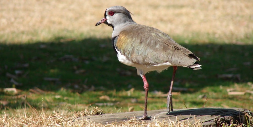 Tero, un pájaro muy patilargo
