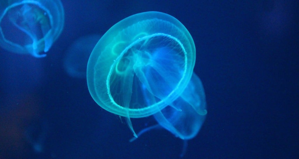 La medusa inmortal, el animal que no muere nunca