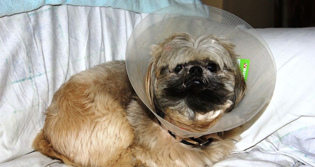 Consejos para el post-operatorio en perros