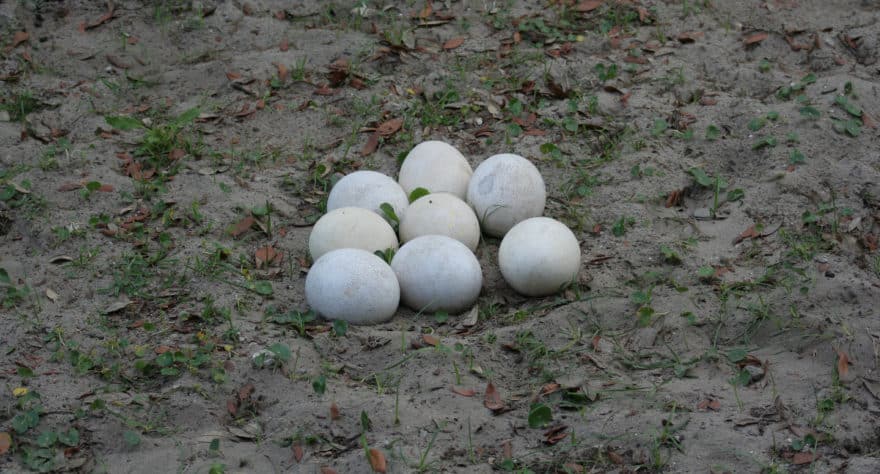 Avestruz, el animal con los huevos de ave más grandes