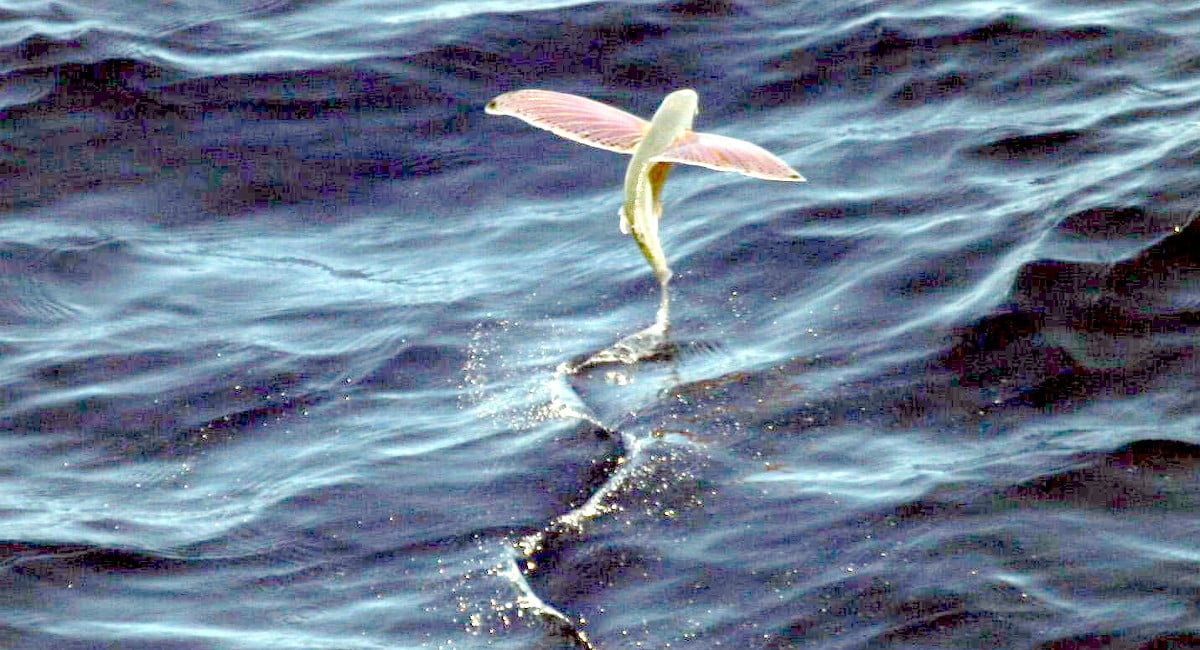 Peces voladores, existen y así son