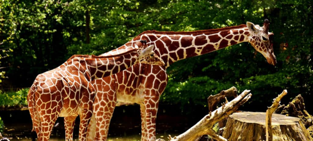 La jirafa ya es una especie en peligro de extinción