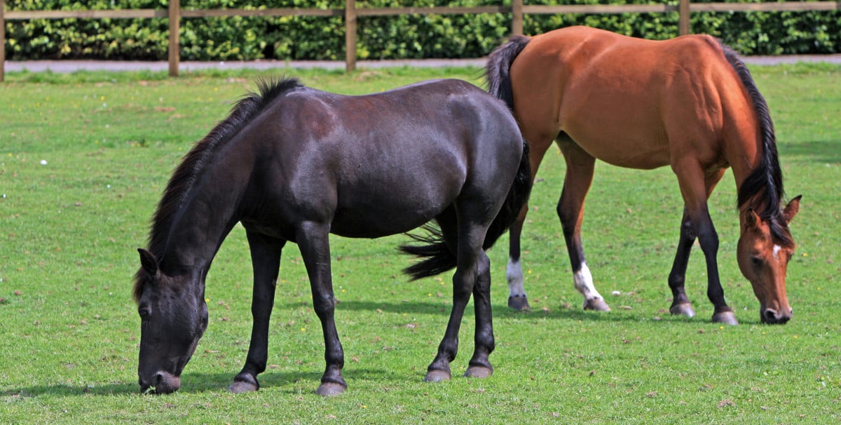 Cómo tratar el tétanos en los caballos
