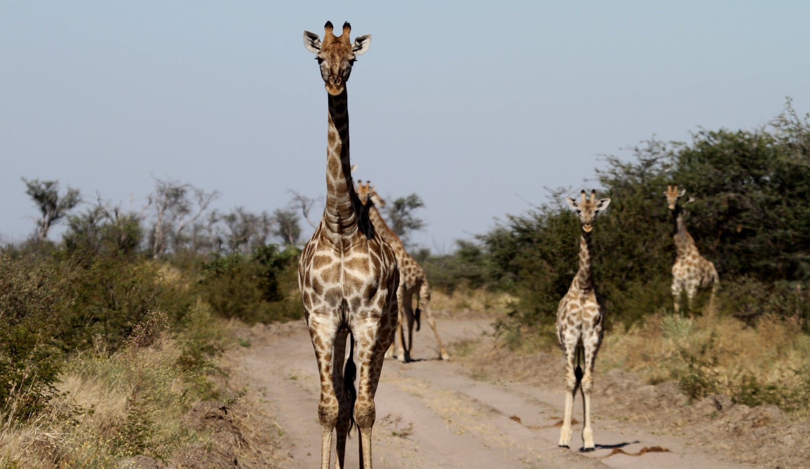 La jirafa April está embarazada de nuevo