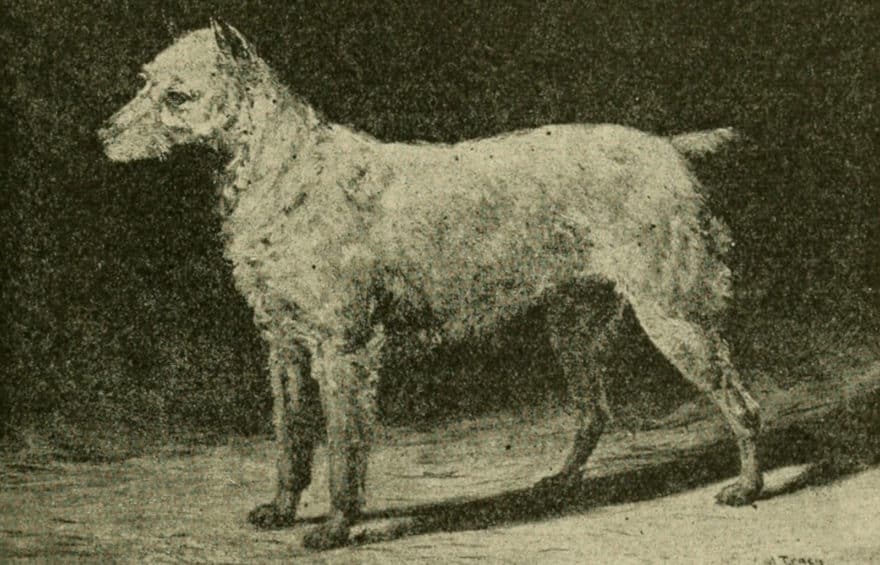 ¿Cómo desaparecieron los primeros perros de América?