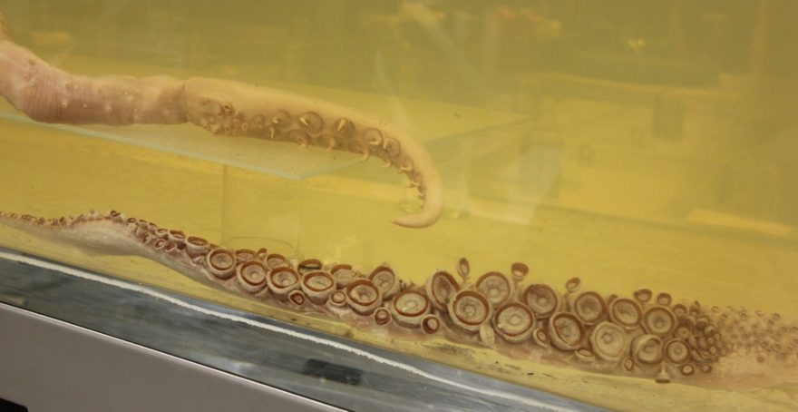 Calamar colosal, el calamar más grande del mundo