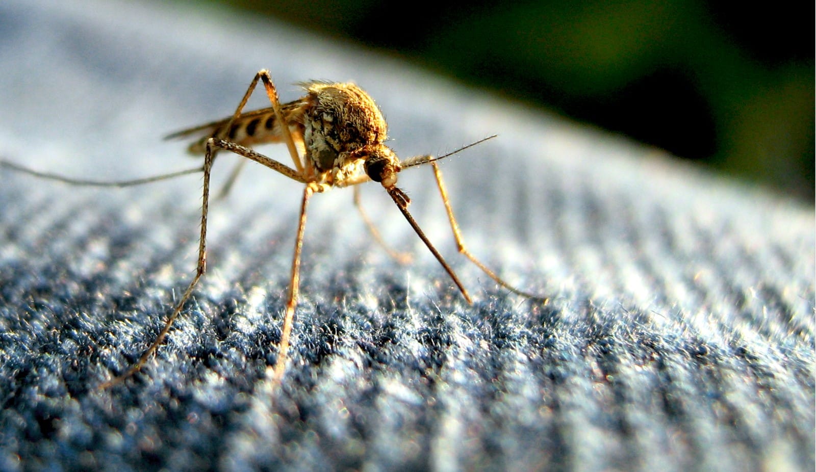 Cómo cuidar a los perros infectados por el virus zika