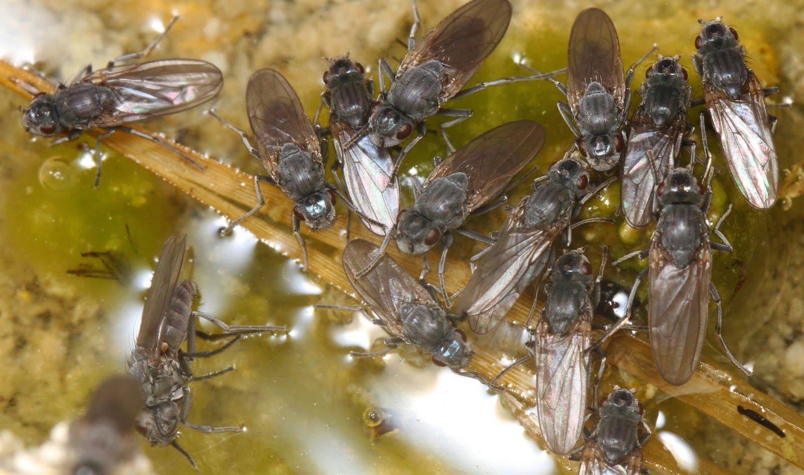 Insectos marinos ¿Existen?