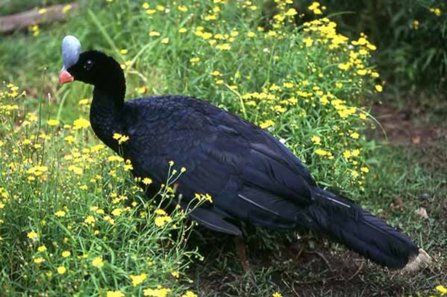 El paují copete de piedra ya está en peligro de extinción