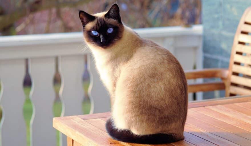 VIF, el VIH de los gatos