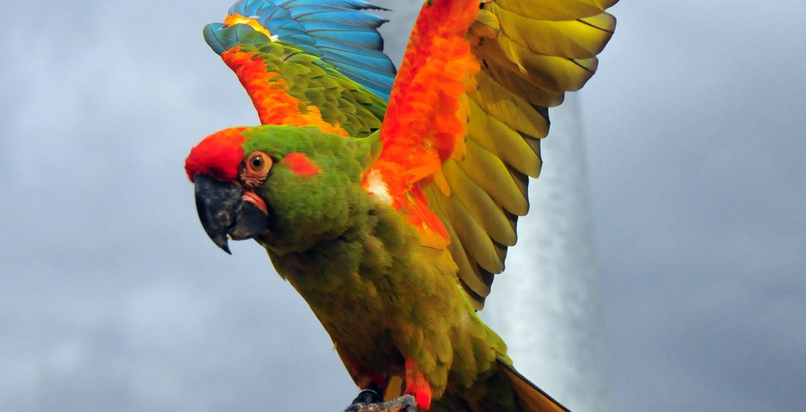 La paraba frente roja, el pájaro más amenazado de Bolivia