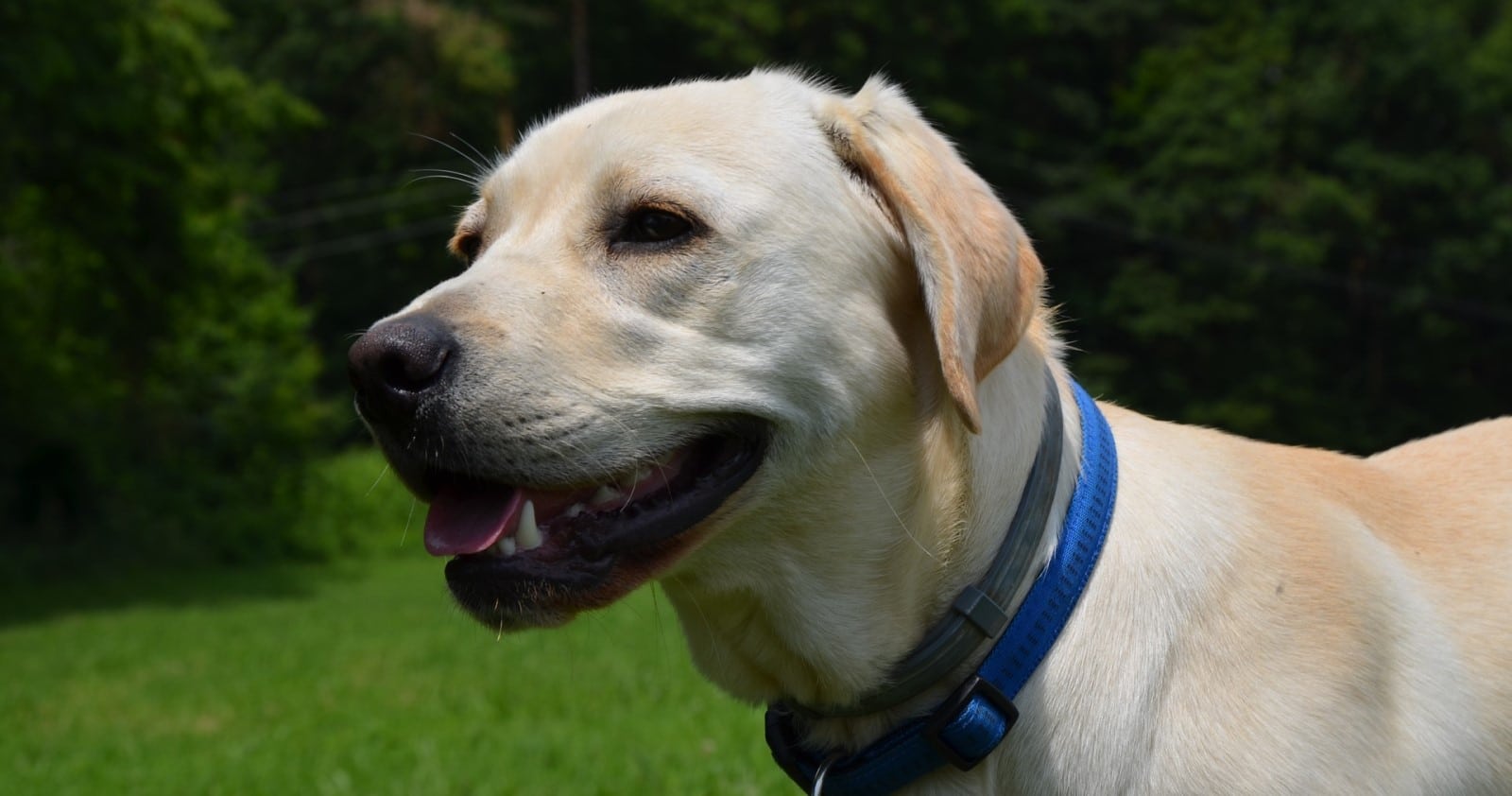 El color de los perros ¿tiene que ver con su longevidad?