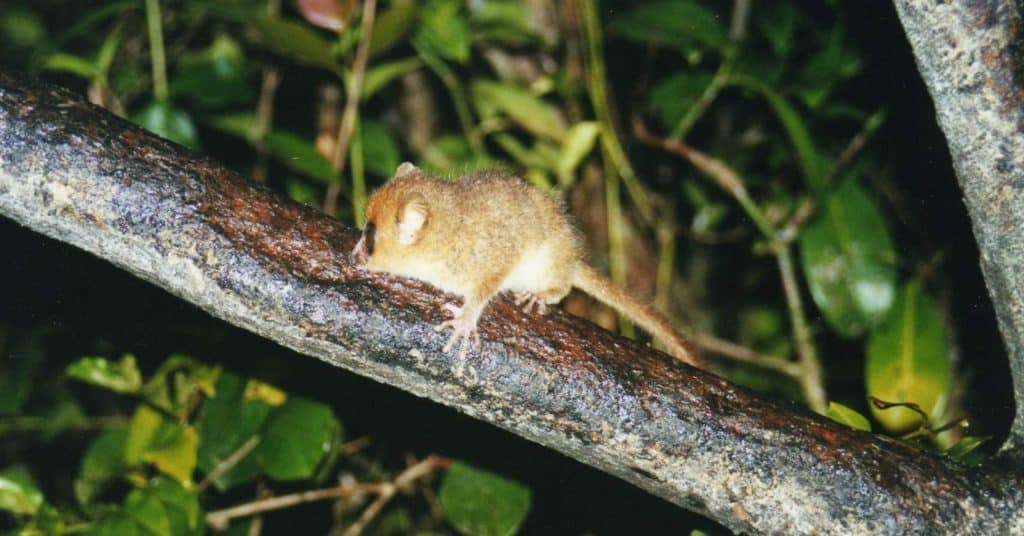 El microcebus y el lémur más pequeño del planeta