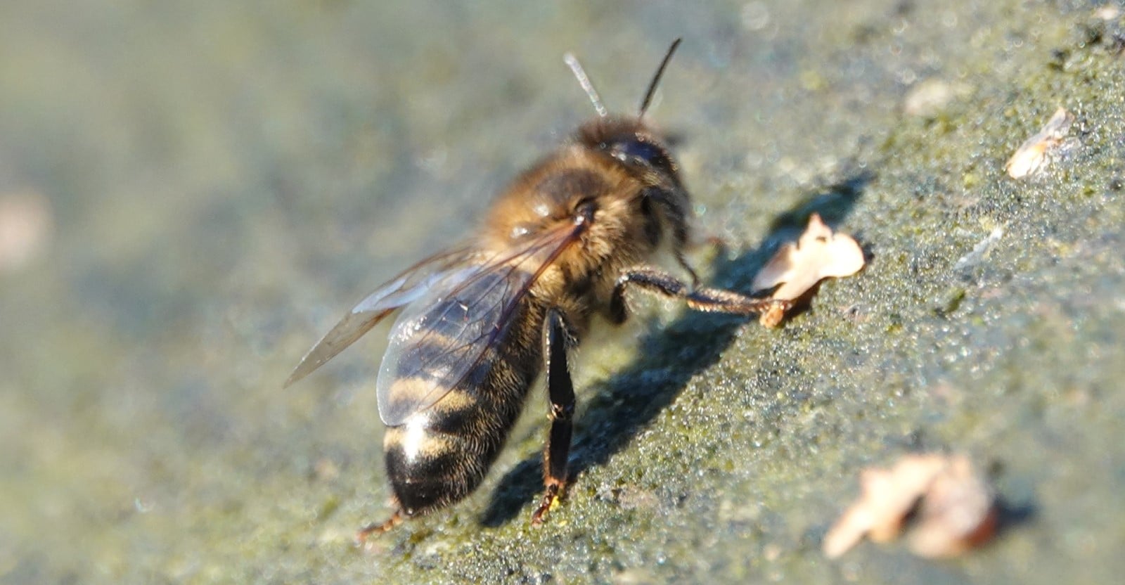 La abeja ya es el ser vivo más importante del planeta