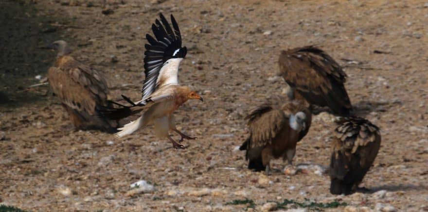 La actitud de los buitres preocupa a los ganaderos