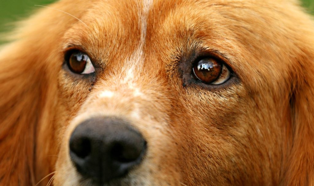 ¿Los perros ven en colores? Ya sabemos toda la verdad