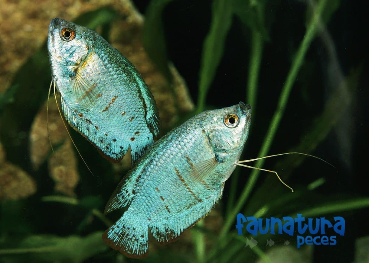 Colisa lalia (Thrichogaster lalius): ficha y ciudados