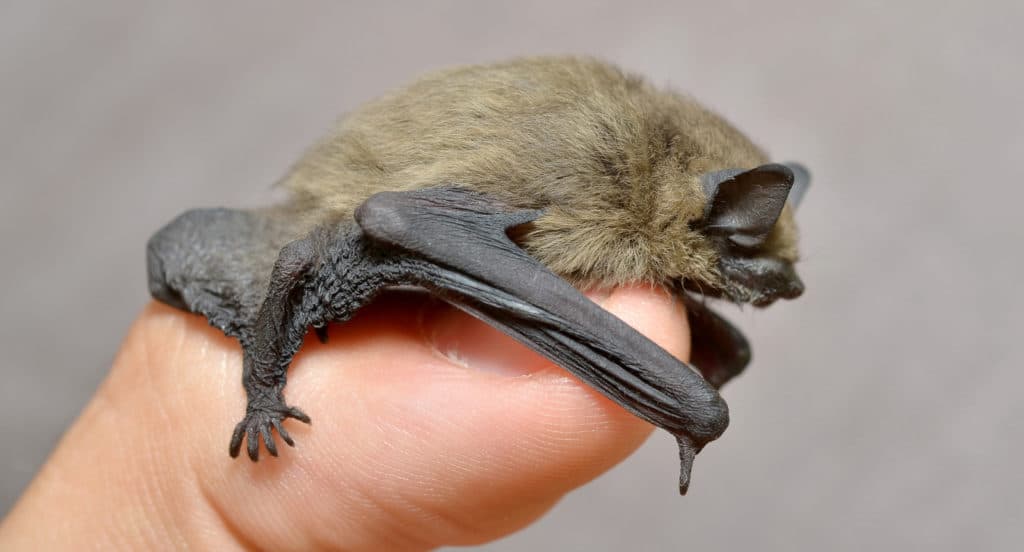 Recogidas muestras del nóctulo gigante en Cataluña