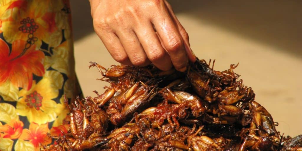 Parece que comer bichos es beneficioso para la salud