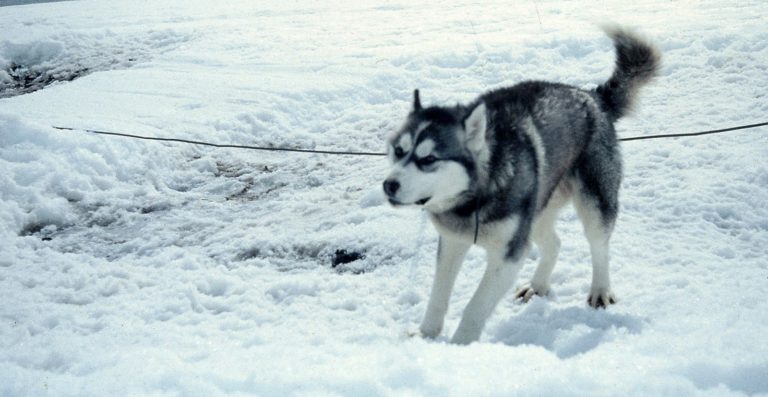 Cómo saber si nuestro perro está sangrando internamente
