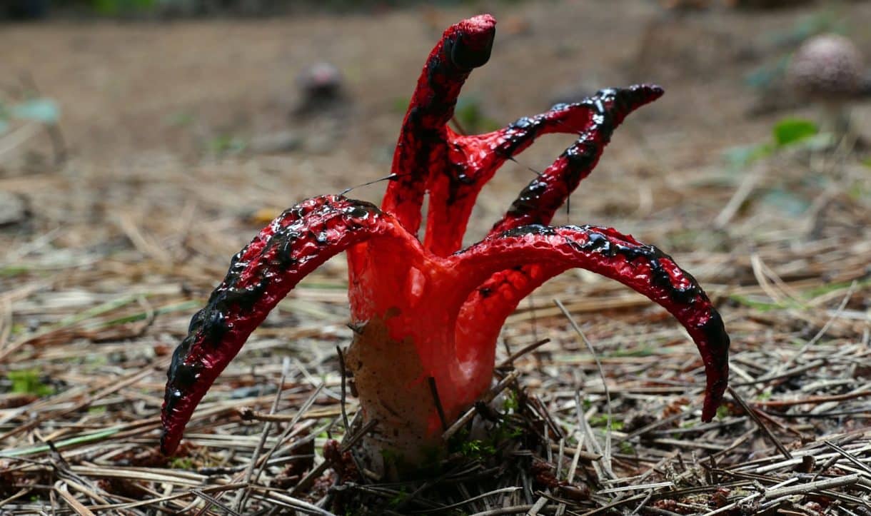 Dedos del diablo, un hongo que se ha vuelto a ver en España