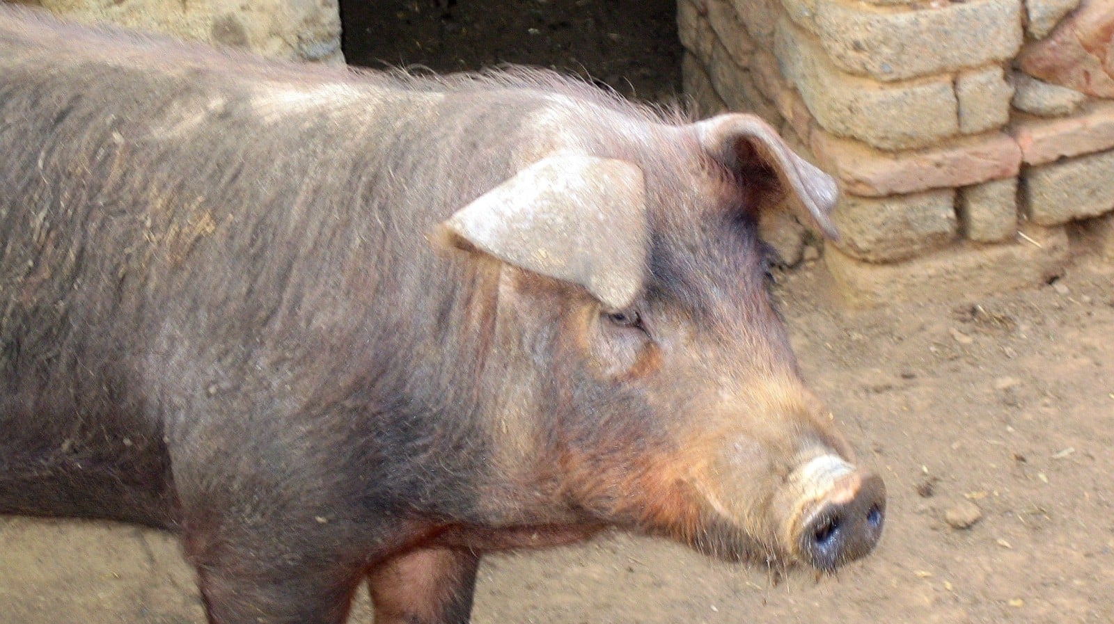 ¿Híbridos de cerdo y mono? En China ya han nacido