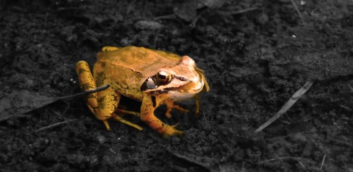 Hablemos de la extinción del sapo dorado Hablemos de la extinción del sapo dorado