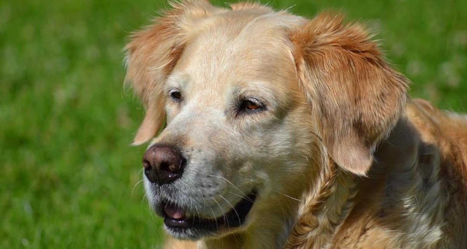 ¿Cómo deberíamos tratar las picaduras en los perros?