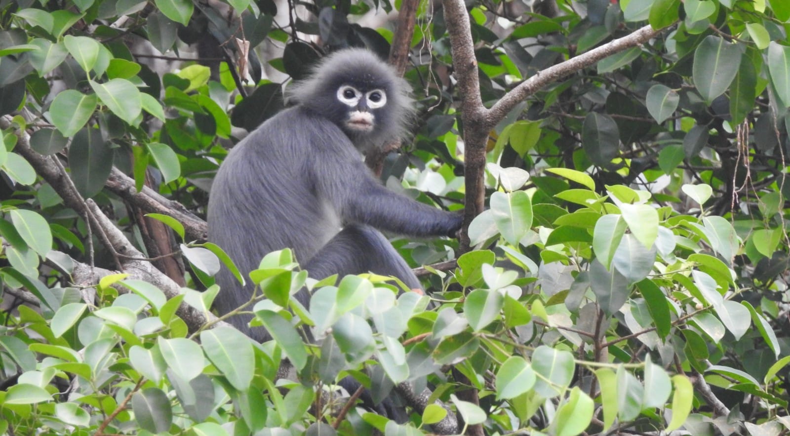 Popa langur, un primate nuevo en peligro de extinción