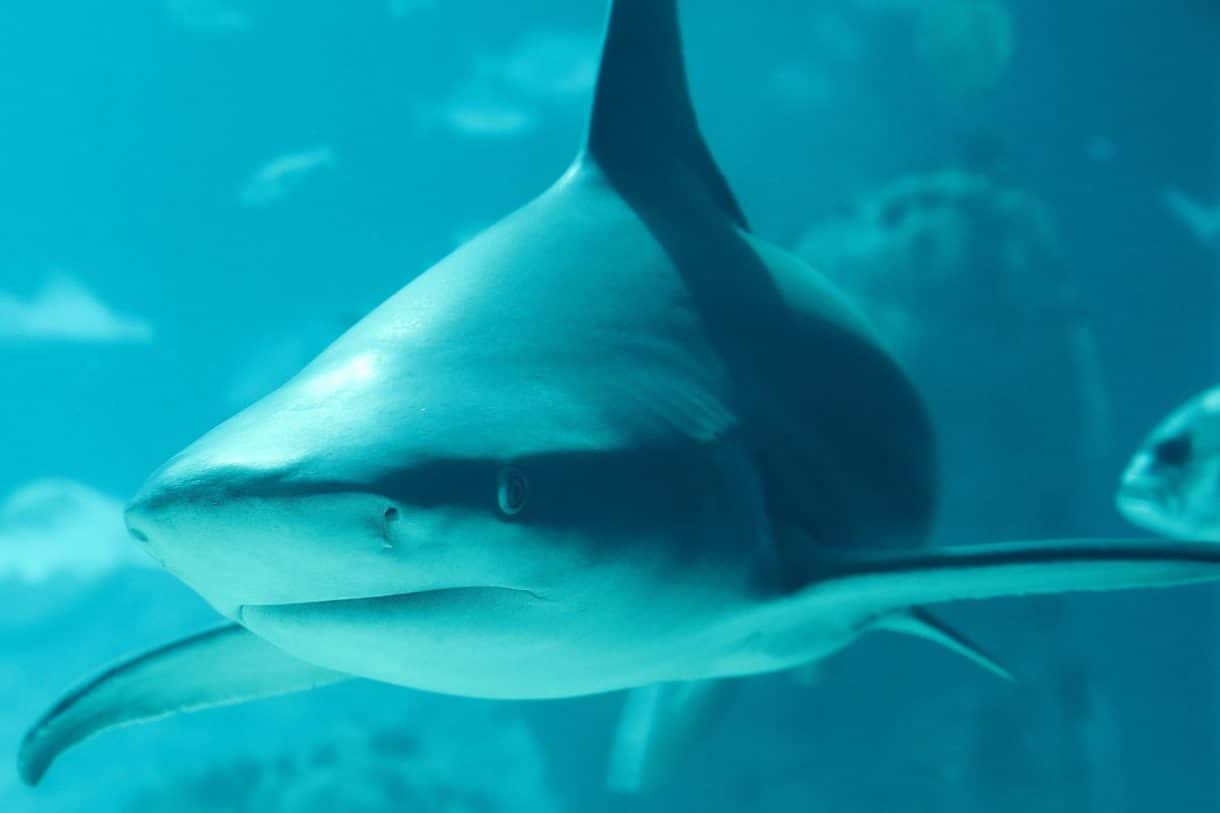 5 especies de peces y tiburones que te puedes encontrar buceando en el ...