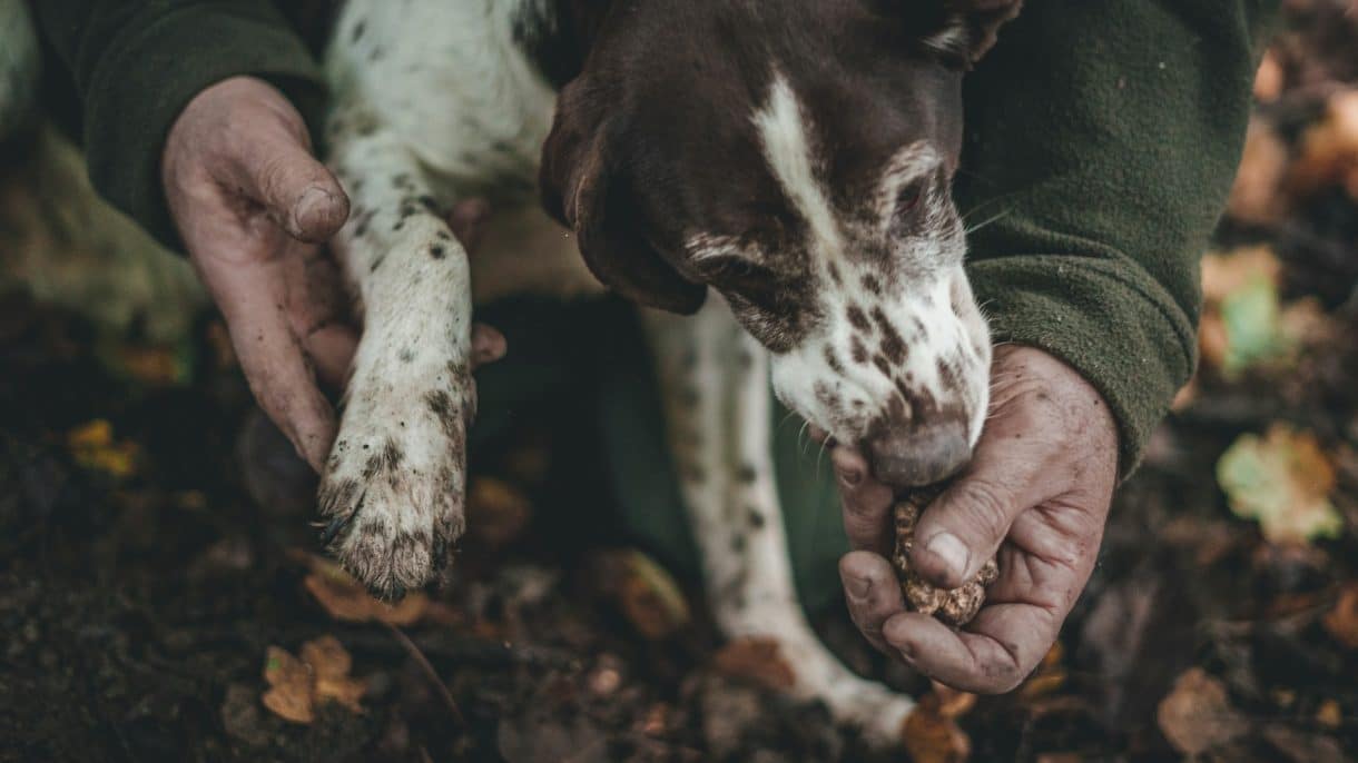 Perros y trufas: estas son las razas perfectas para la búsqueda del oro ...