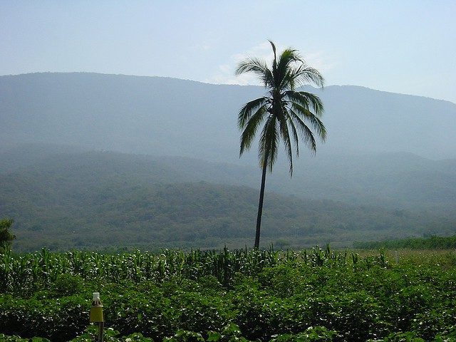 Características de Colima (II)