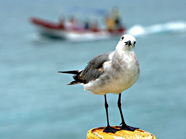 Isla Yunuén