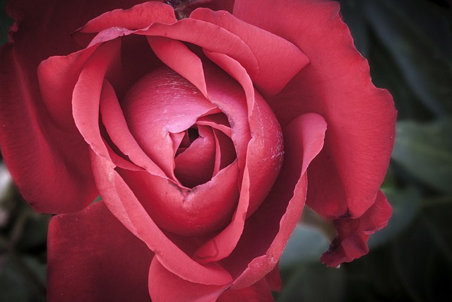 Leyenda de la ‘Rosa del Inca’